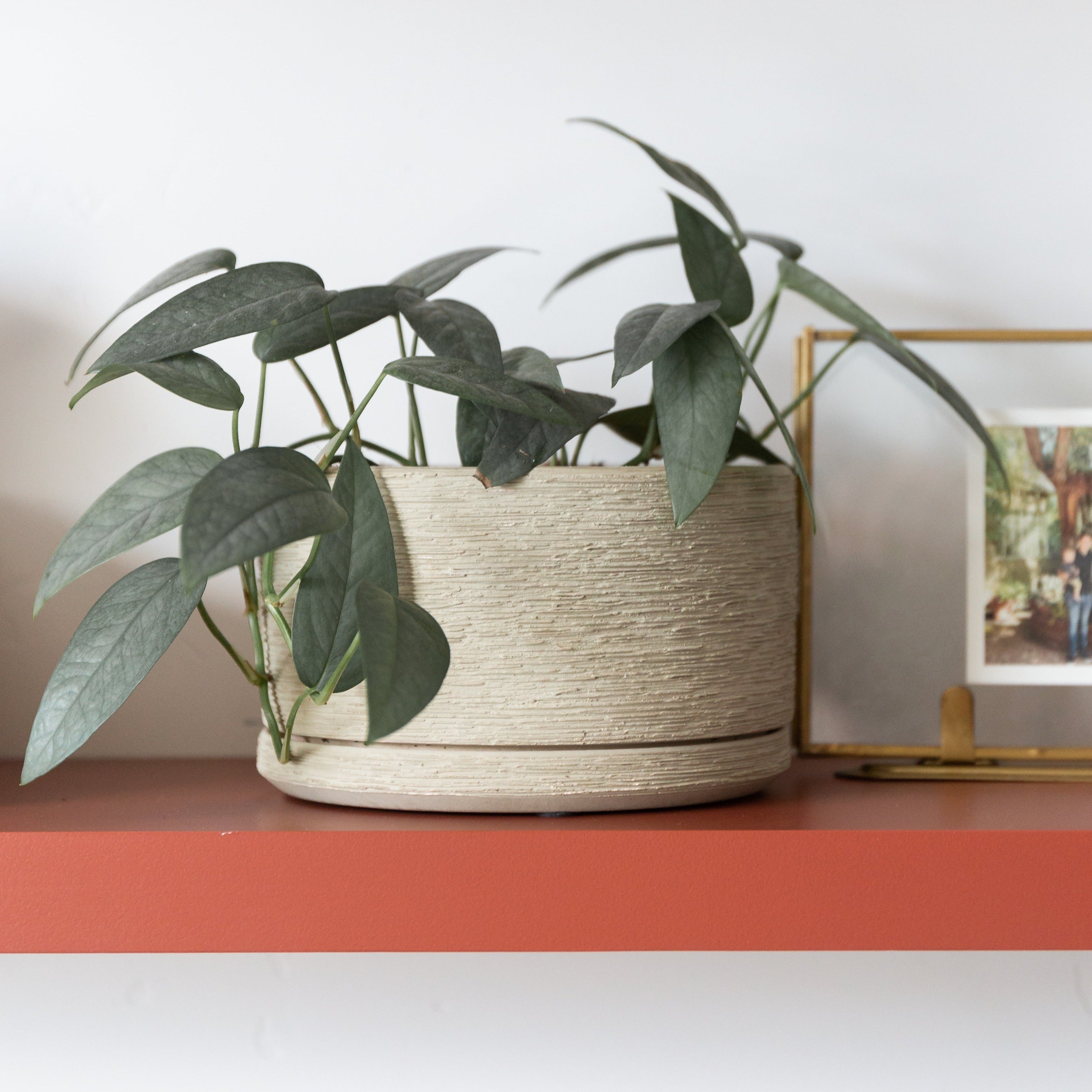 trade – Ultra Shelf